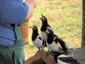 Szarka (Pica pica) - Egzotikus Madarak